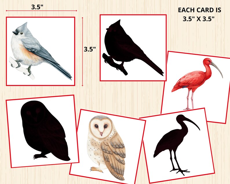 Bird Shadow Matching Cards,birds Shadow Cards,birds Match Picture,birds ...