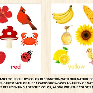 Colors in Nature Flashcards,nature Color Flashcards,montessori Colors ...
