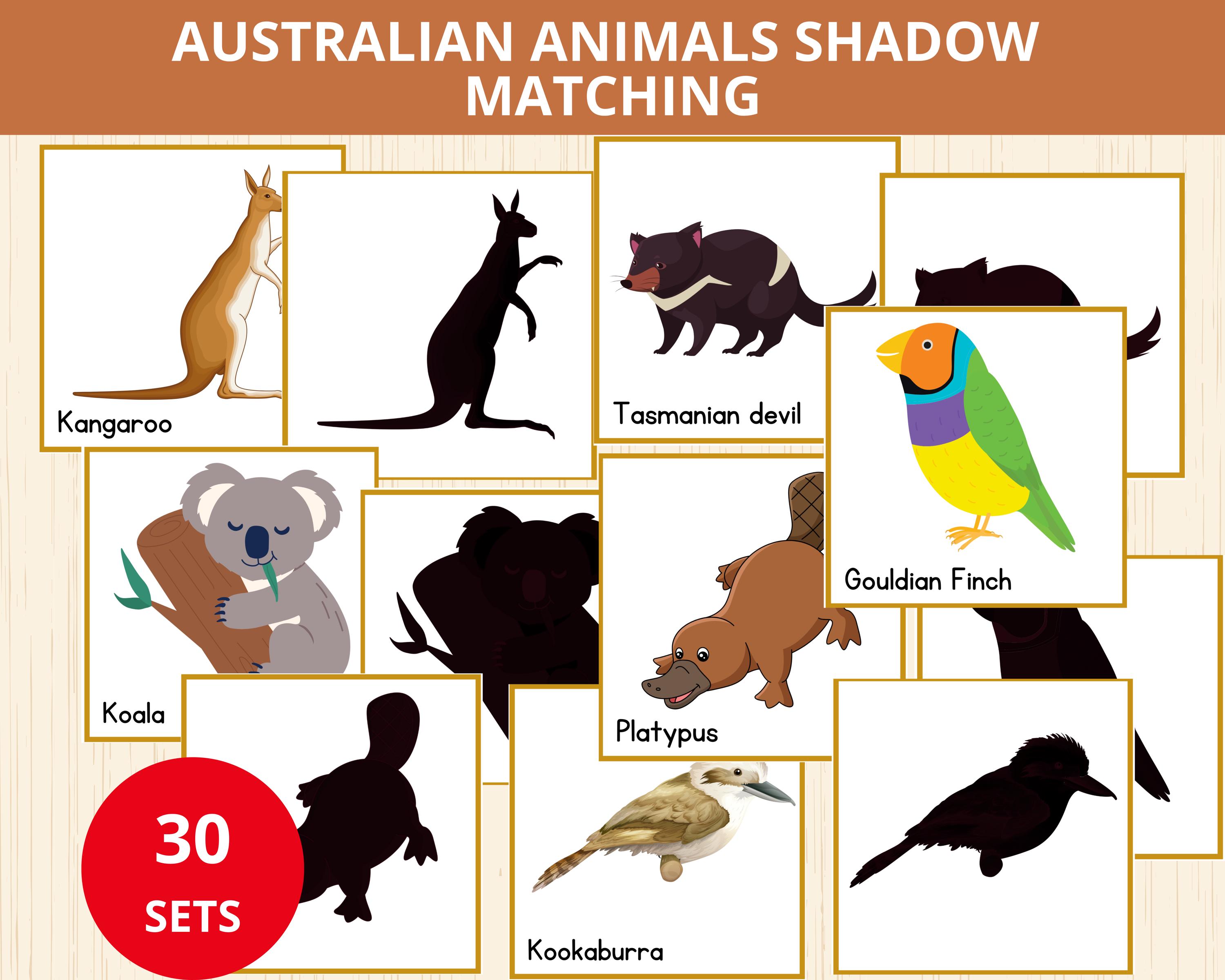 Australian Animals Shadow Matching Cards,australia Animal Flashcard ...