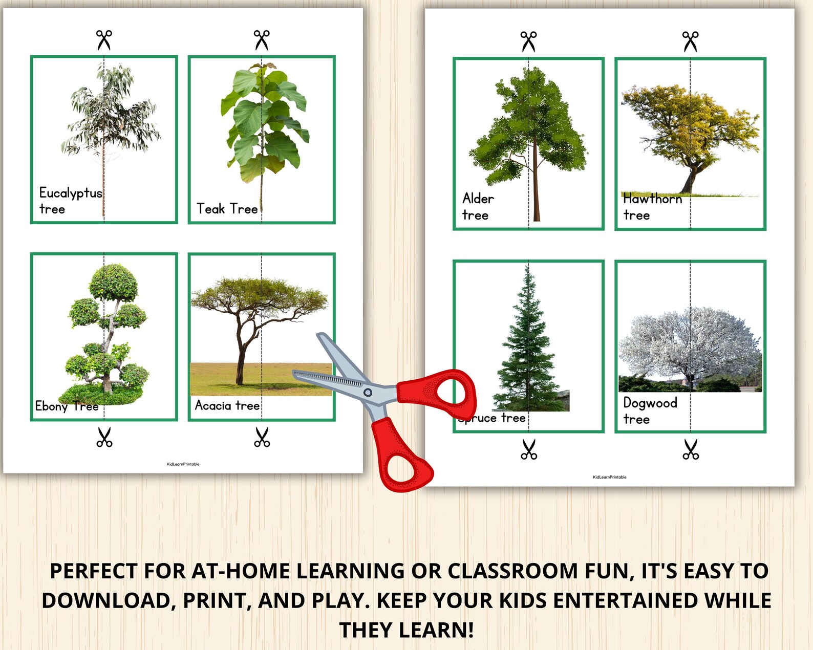 Tree Flashcards,tree Matching Cards,tree Real Pictures,tree Montessori ...