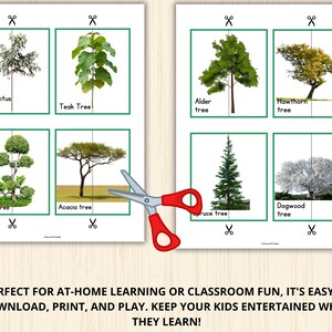 Tree Flashcards,tree Matching Cards,tree Real Pictures,tree Montessori ...