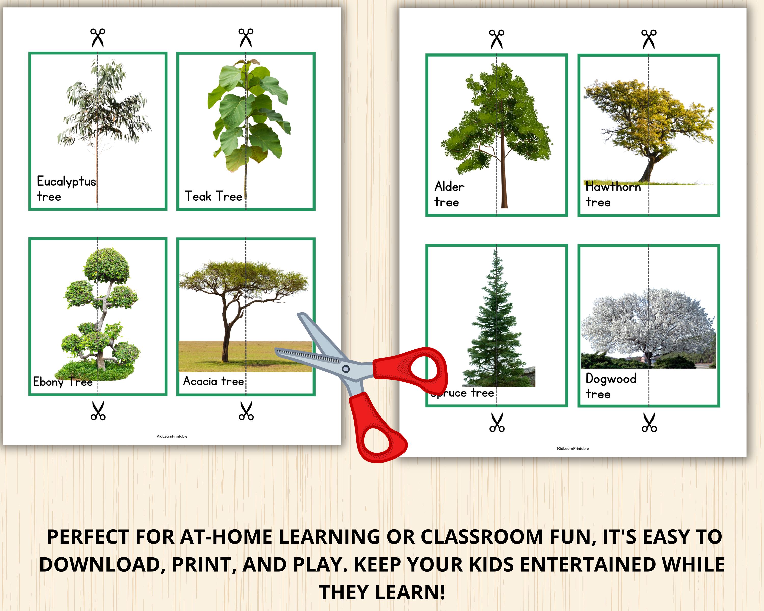 Tree Flashcards,tree Matching Cards,tree Real Pictures,tree Montessori ...