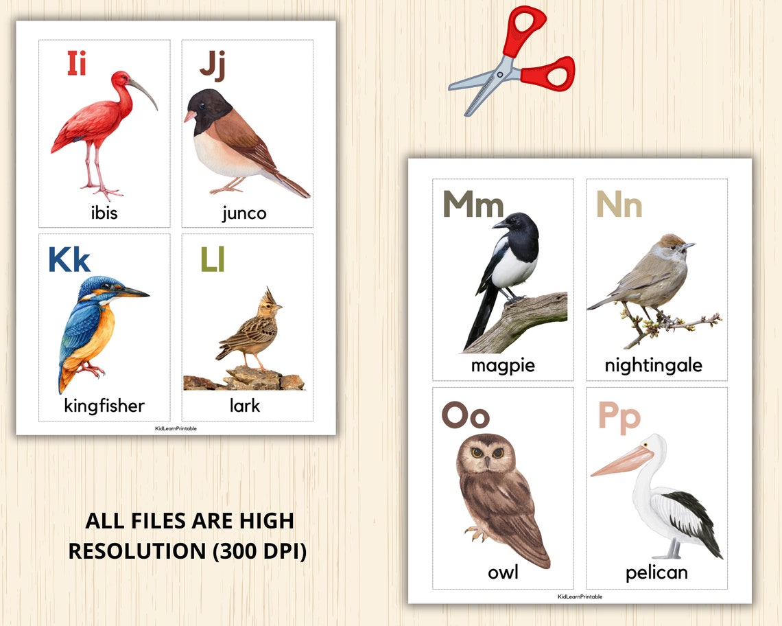 Birds Flashcards, Birds Alphabet Cards, Alphabet Flash Cards, Birds ...