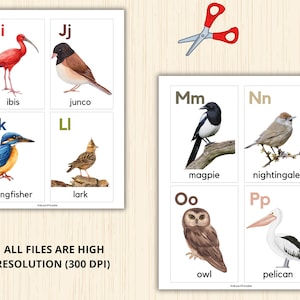 Birds Flashcards, Birds Alphabet Cards, Alphabet Flash Cards, Birds ...