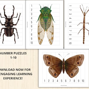 Insect Preschool,insect Number Puzzles,number Sequence,numbers 1-10 ...
