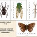 Insect Preschool,insect Number Puzzles,number Sequence,numbers 1-10 ...