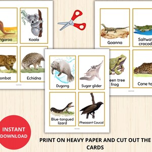 Australian Animal Flashcards,australia Flash Cards,australia Montessori ...