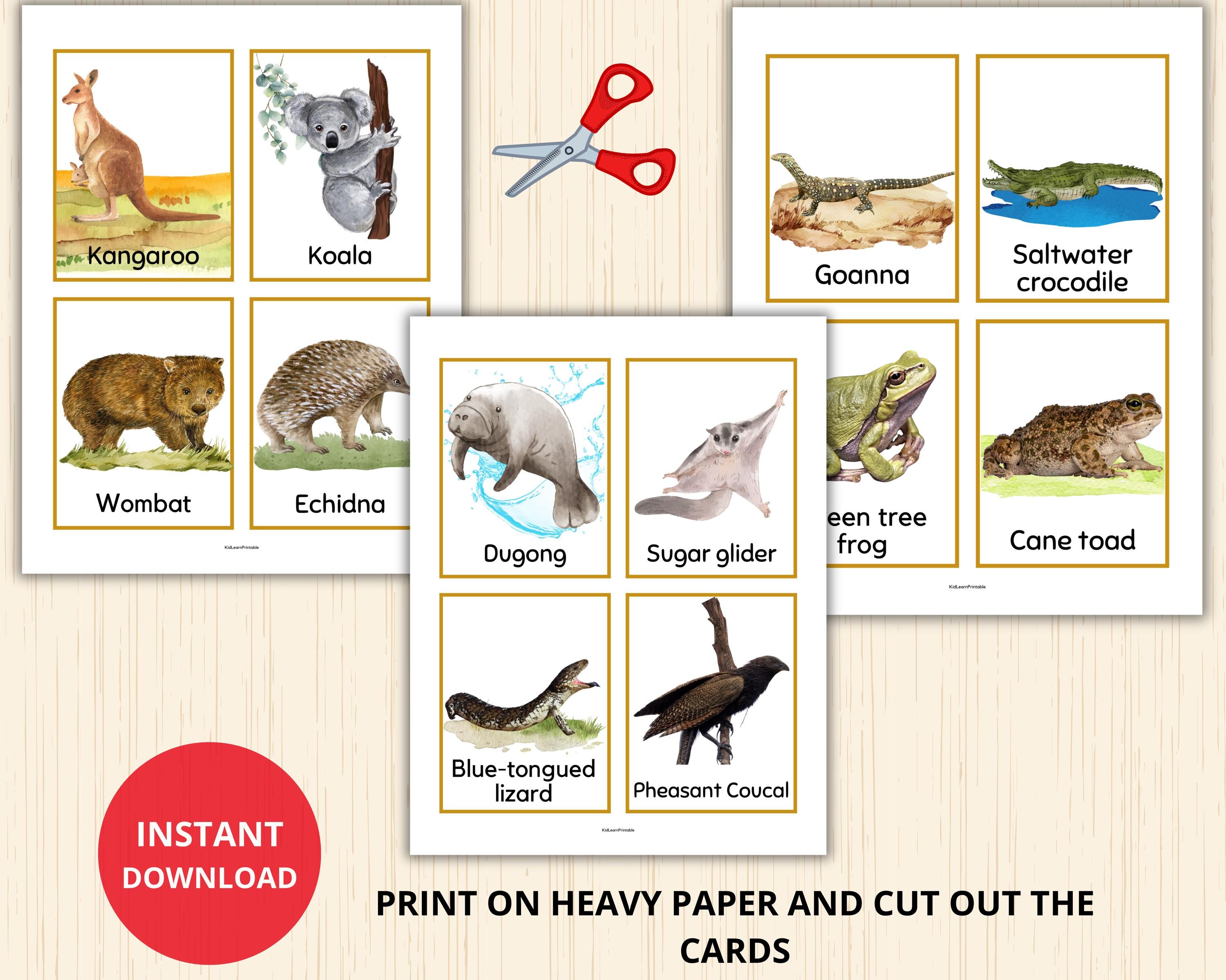 Australian Animal Flashcards,australia Flash Cards,australia Montessori ...