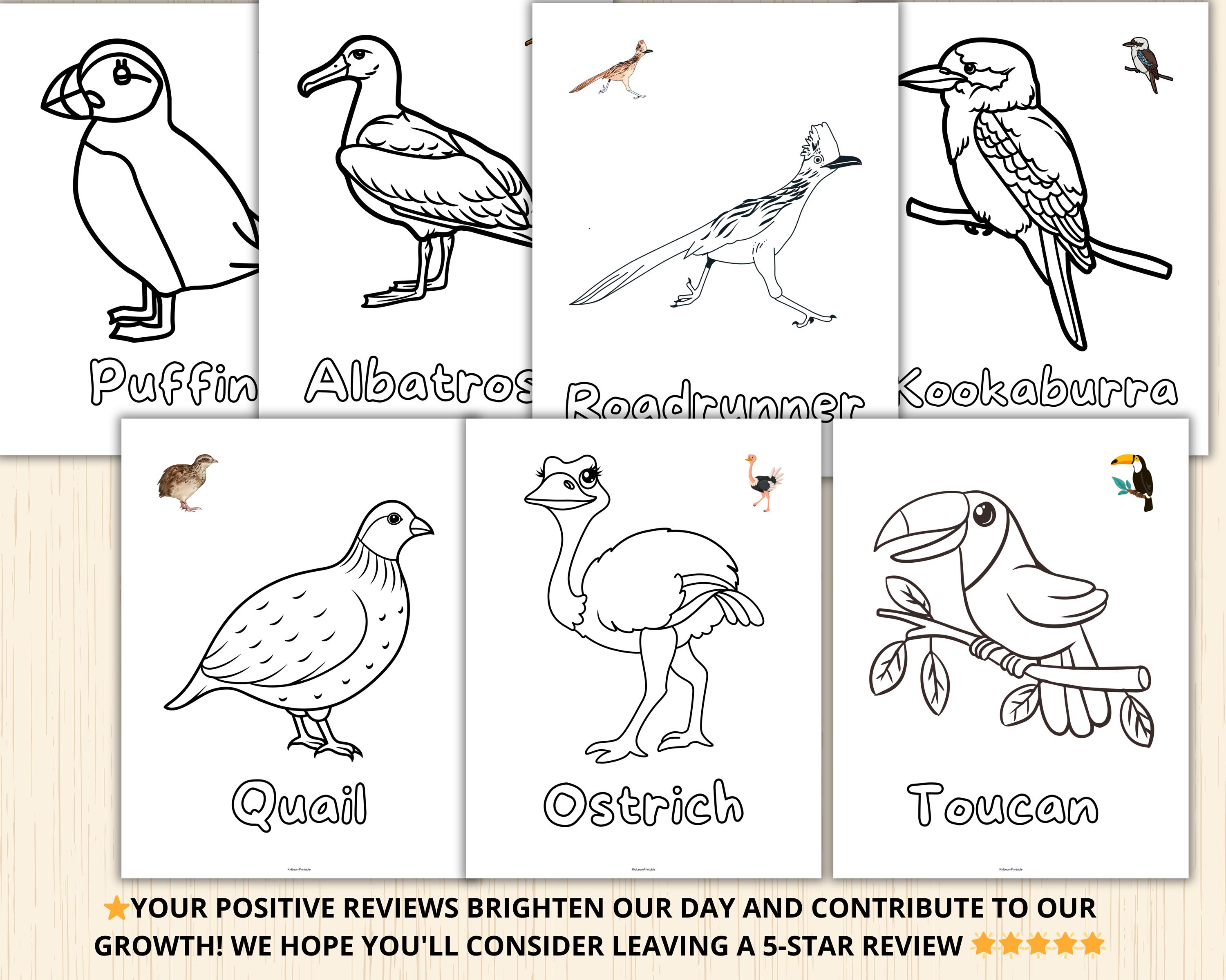 Bird Coloring Pages,bird Coloring Sheets,bird Preschool Activity,bird ...