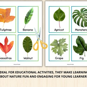 Autumn Leaves Flashcards,fall Montessori,homeschooling,leaf ...