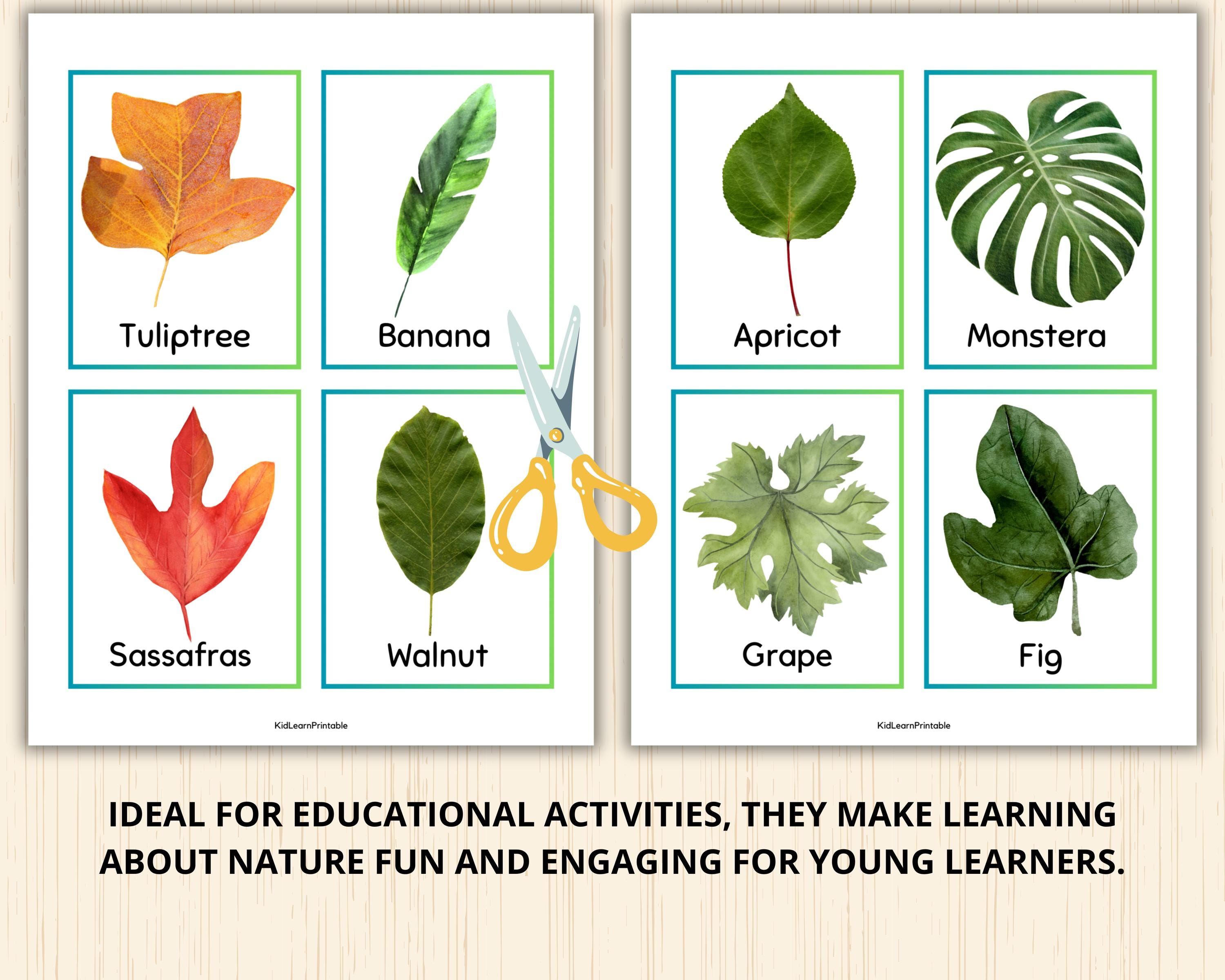 Autumn Leaves Flashcards,fall Montessori,homeschooling,leaf ...