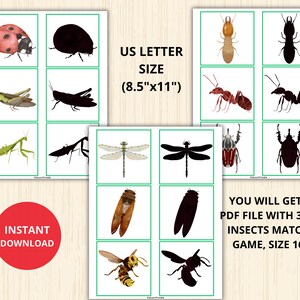 Insect Shadow Matching Cards,bug Shadow Matching, Preschool Insects ...