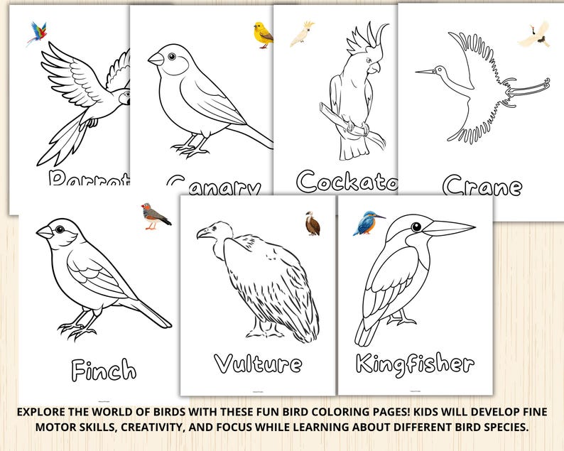 Bird Coloring Pages,bird Coloring Sheets,bird Preschool Activity,bird ...
