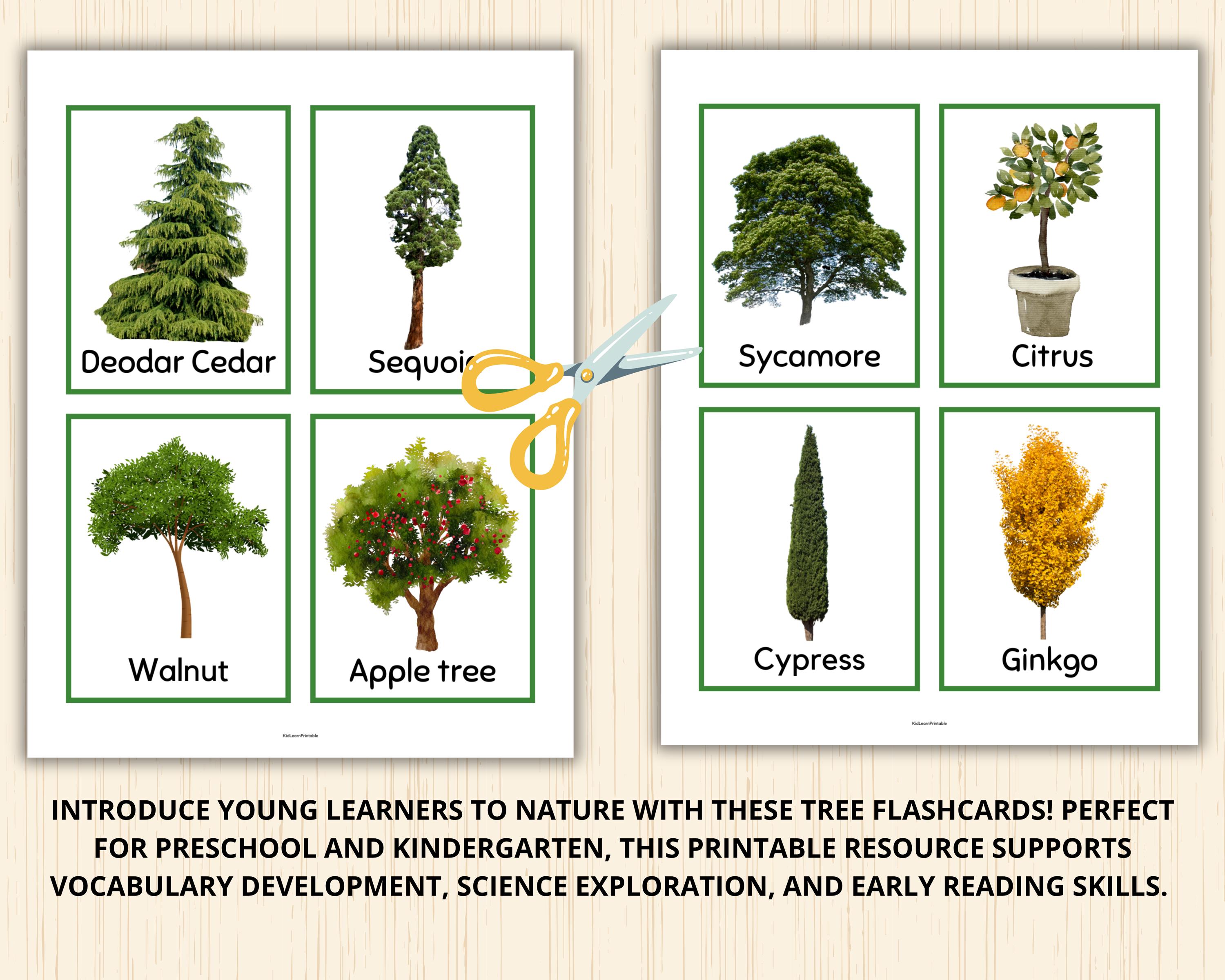 Tree Flashcards,tree Montessori Preschool,tree Unit Study,forest ...