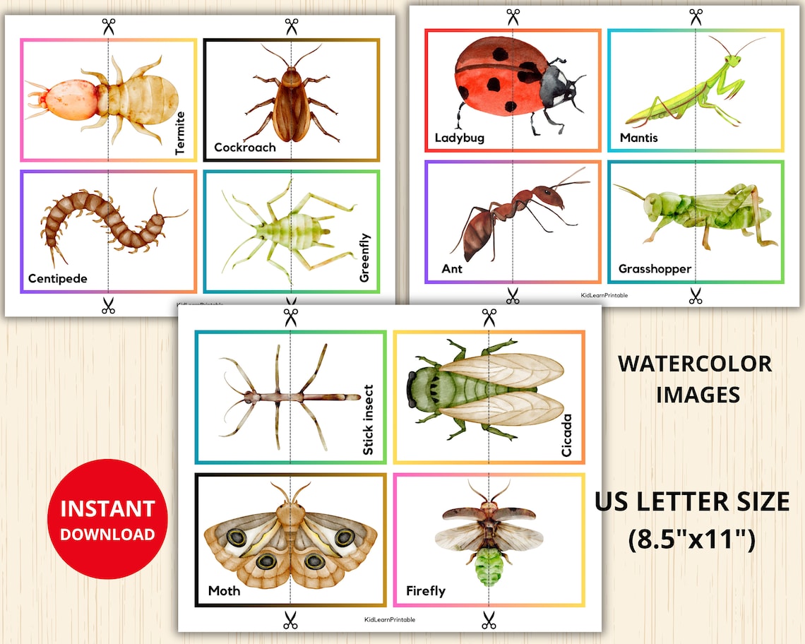 Insect Matching Activity, Insect Puzzles, Insect Symmetry, Bug Matching ...