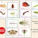 Insect Matching Activity, Insect Puzzles, Insect Symmetry, Bug Matching ...