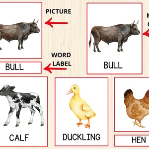 Farm Animals Montessori 3 Part Cards, Montessori Flash Cards, Farm ...
