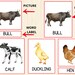 Farm Animals Montessori 3 Part Cards, Montessori Flash Cards, Farm ...