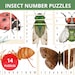 Insect Preschool,insect Number Puzzles,number Sequence,numbers 1-10 ...