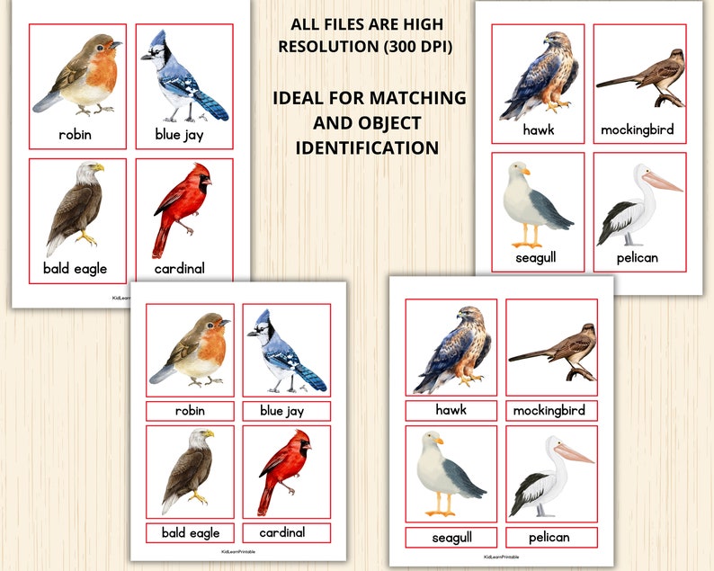 Birds Montessori Printable 3 Part Cards,us Bird Flashcards,spring ...