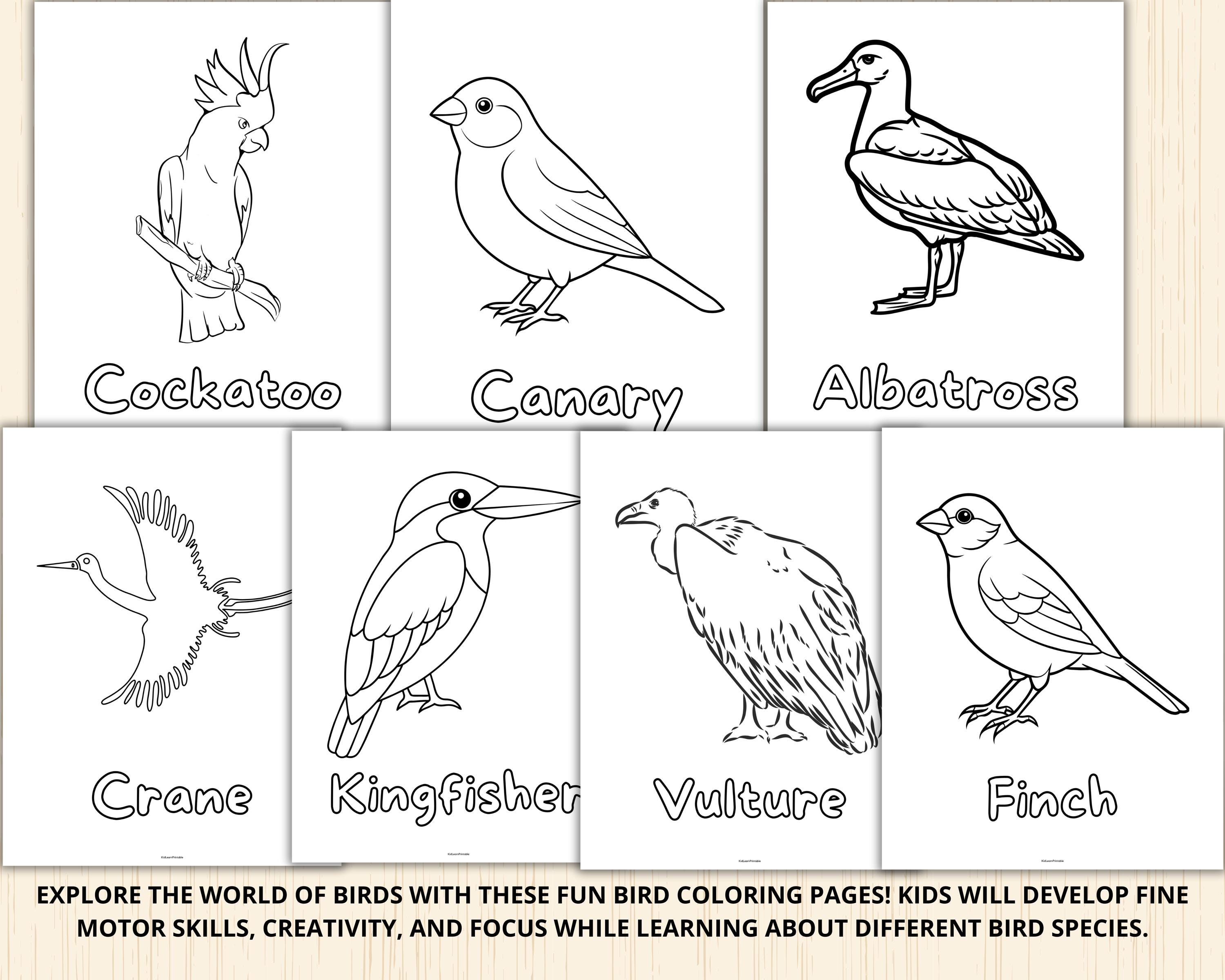 Bird Coloring Pages,bird Coloring Sheets,bird Preschool Activity,bird ...