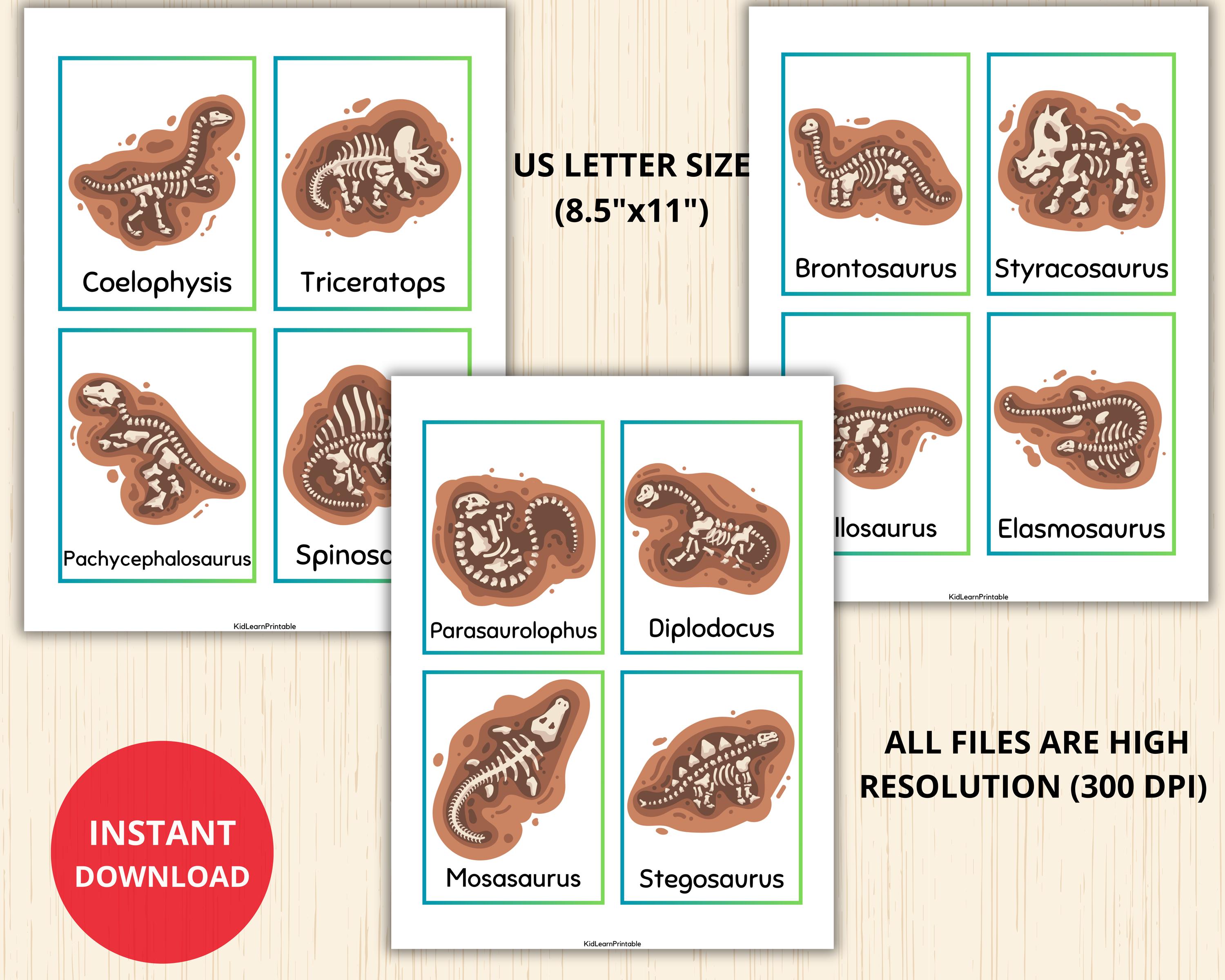 Fossil Identification Card,dinosaur Fossil,prehistoric Fossils,fossil ...