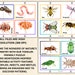 Insect Matching Activity, Insect Puzzles, Insect Symmetry, Bug Matching ...