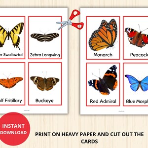 Butterfly Flashcards,butterfly Preschool Montessori,butterfly Unit ...
