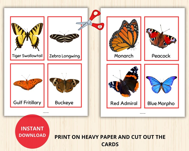Butterfly Flashcards,butterfly Preschool Montessori,butterfly Unit ...