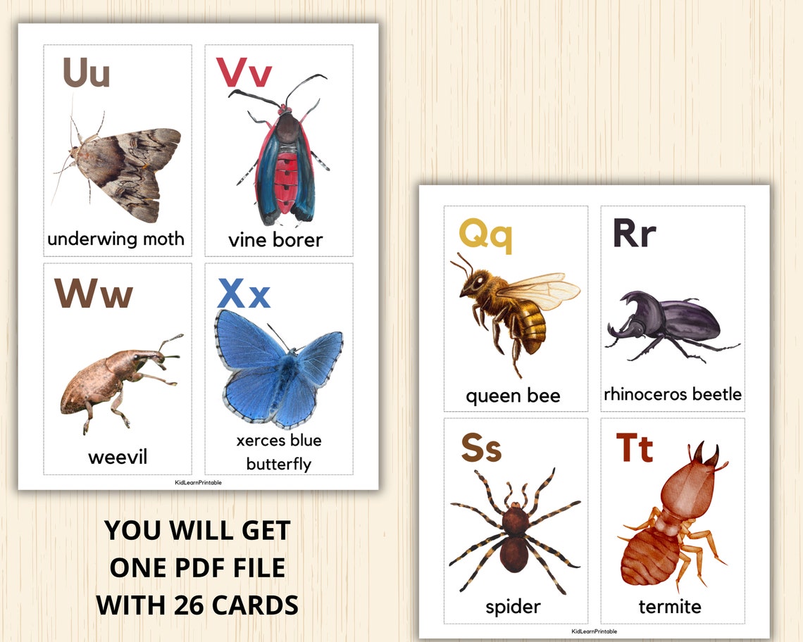 Insect Flashcards, Bug Alphabet,insect Alphabet Cards, Alphabet Flash ...