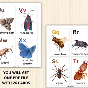 Insect Flashcards, Bug Alphabet,insect Alphabet Cards, Alphabet Flash ...