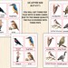 Birds Montessori Printable 3 Part Cards,us Bird Flashcards,spring ...