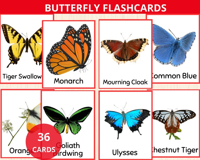 Butterfly Flashcards,butterfly Preschool Montessori,butterfly Unit ...