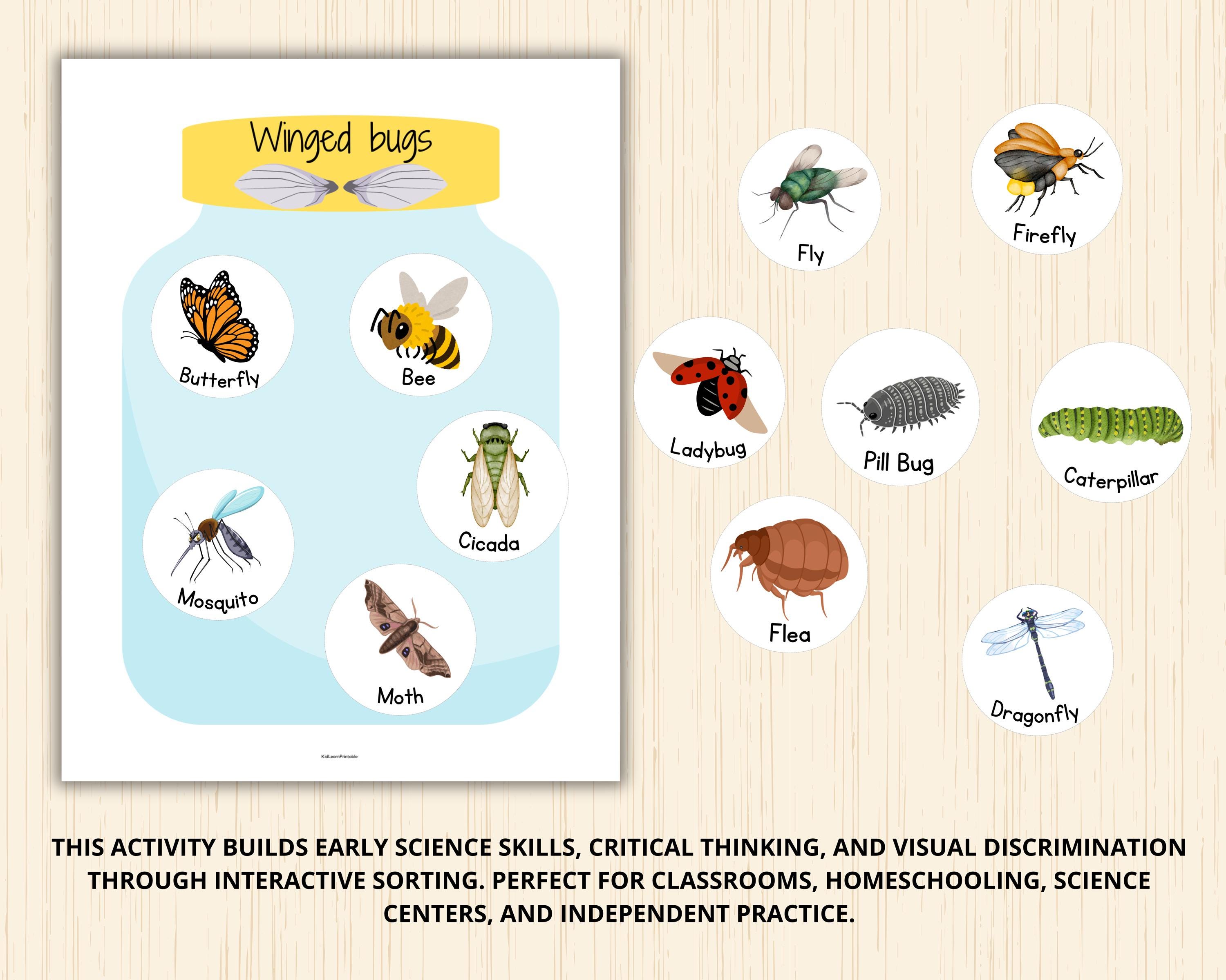 Bugs Sorting Activity,insect Sorting Game,preschool Insect,bug Unit ...