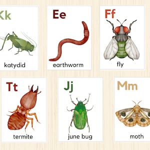 Insect Flashcards, Bug Alphabet,insect Alphabet Cards, Alphabet Flash ...