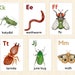 Insect Flashcards, Bug Alphabet,insect Alphabet Cards, Alphabet Flash ...