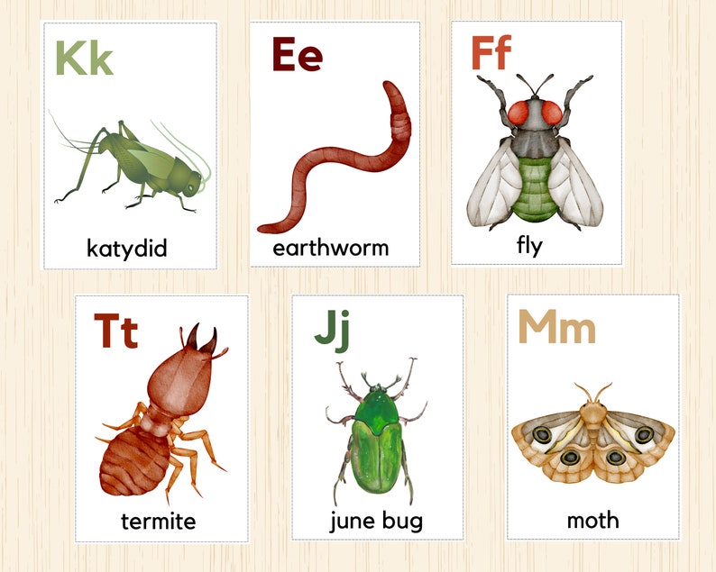 Insect Flashcards, Bug Alphabet,insect Alphabet Cards, Alphabet Flash ...