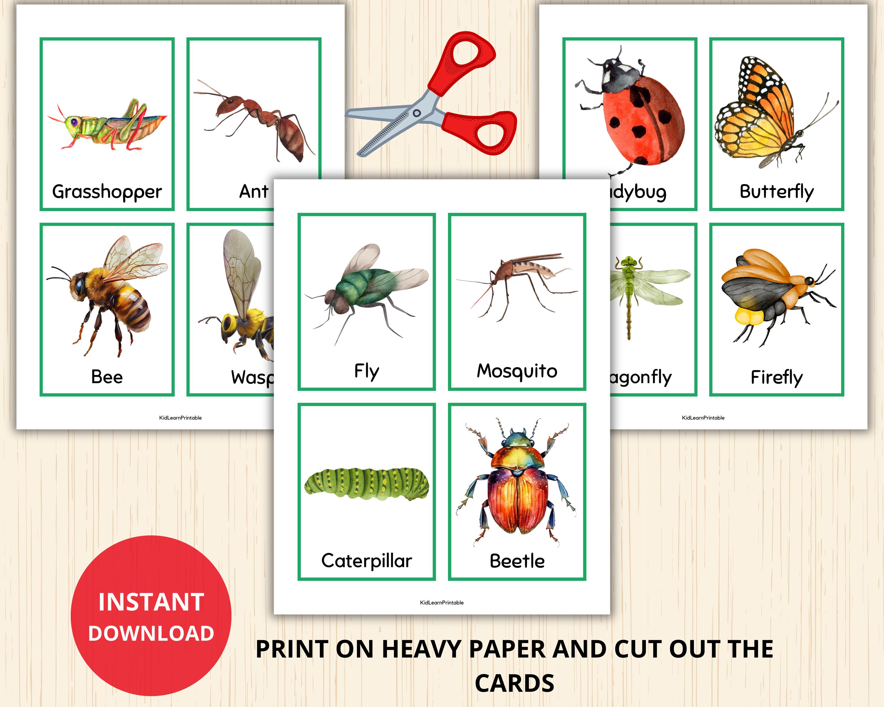 Insect Flashcards,bug Flashcards,bugs Montessori Preschool,bug ...