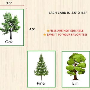 Tree Flashcards,tree Montessori Preschool,tree Unit Study,forest ...