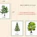 Tree Flashcards,tree Montessori Preschool,tree Unit Study,forest ...