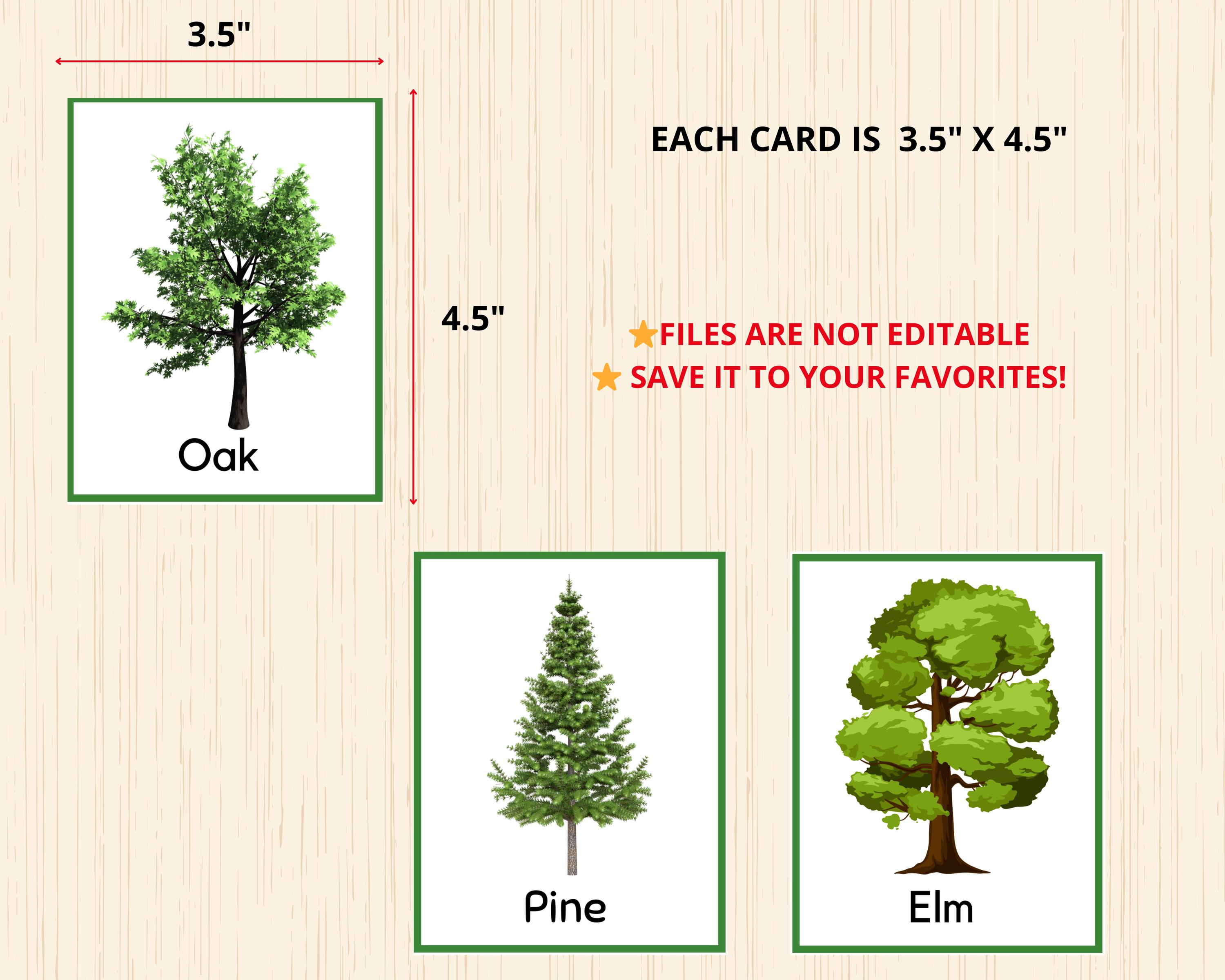 Tree Flashcards,tree Montessori Preschool,tree Unit Study,forest ...