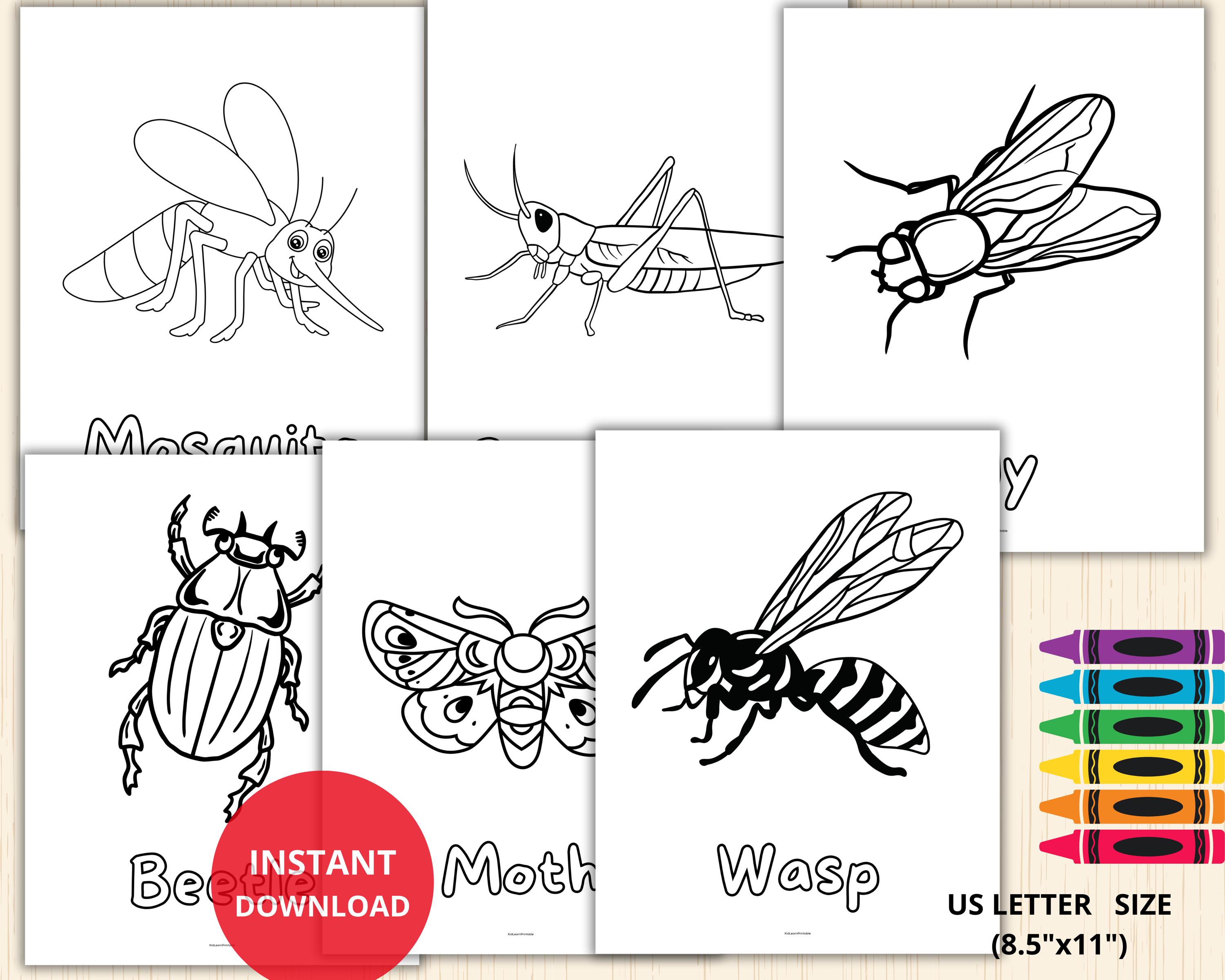 Insect Coloring Pages,bugs Coloring Sheet,insect Coloring Book,spring ...