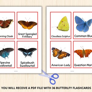 Butterfly Flashcards,butterfly Preschool Montessori,butterfly Unit ...