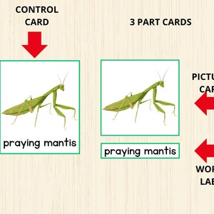 Insect Montessori Printable 3 Part Cards,bug Montessori 3 Part Cards ...