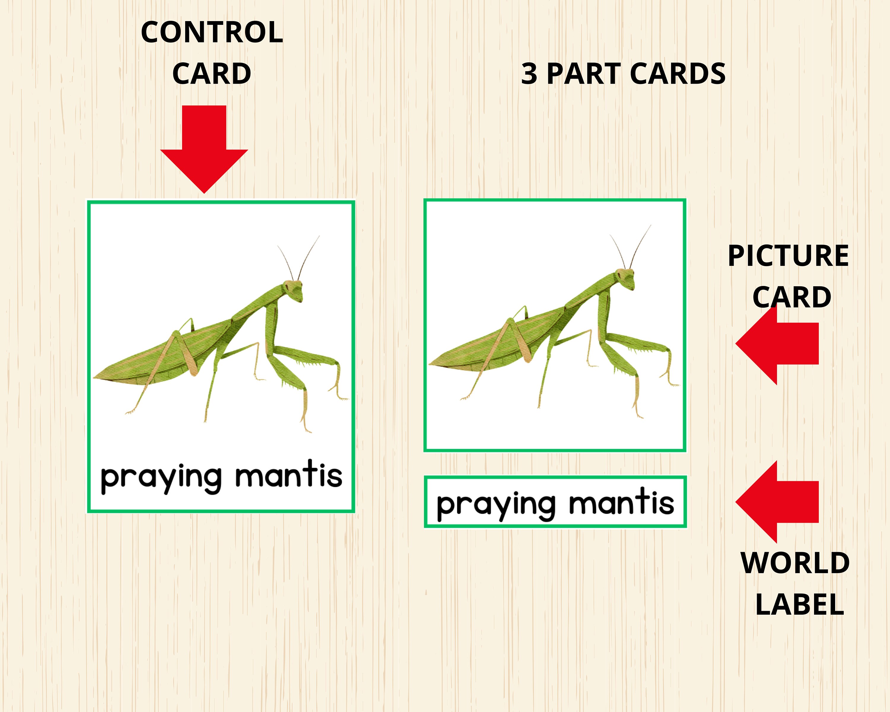 Insect Montessori Printable 3 Part Cards,bug Montessori 3 Part Cards ...