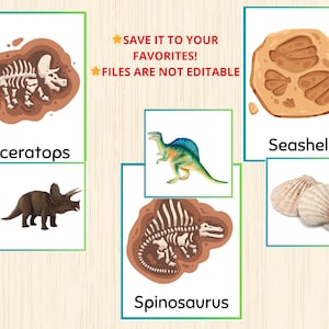 Fossil Identification Card,dinosaur Fossil,prehistoric Fossils,fossil ...