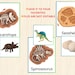 Fossil Identification Card,dinosaur Fossil,prehistoric Fossils,fossil ...