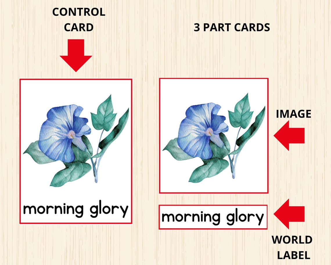 Flower 3-part Cards, Spring Montessori Activity,flowers Flashcards ...