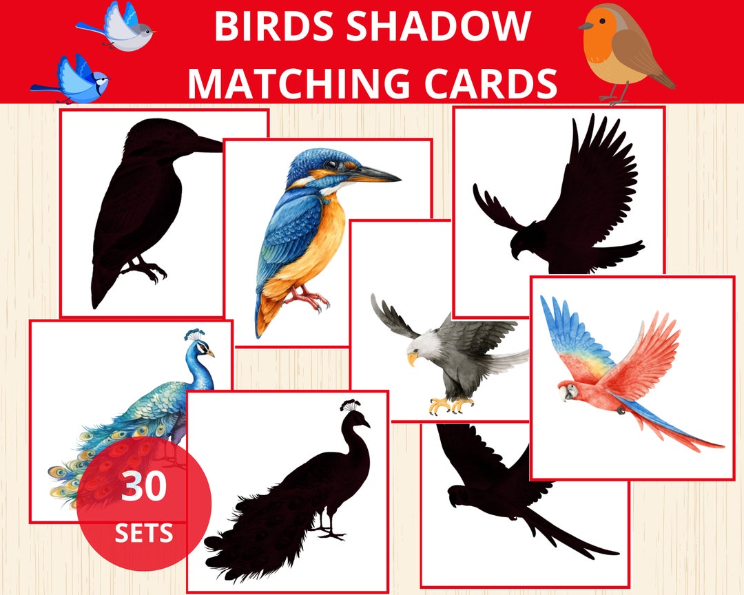 Bird Shadow Matching Cards,birds Shadow Cards,birds Match Picture,birds ...