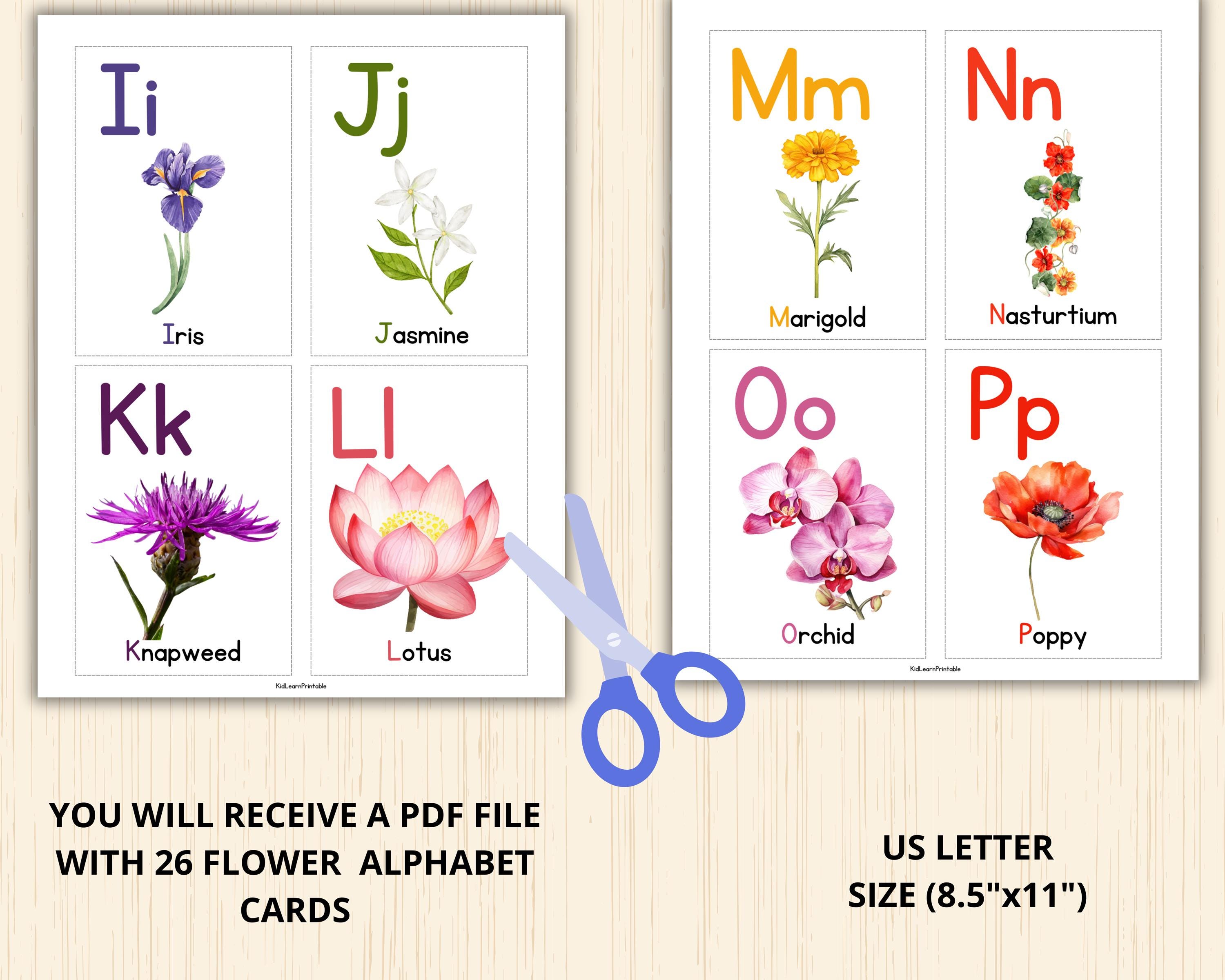 Flower Alphabet,flower Flashcards,flower Identification Cards,abc ...